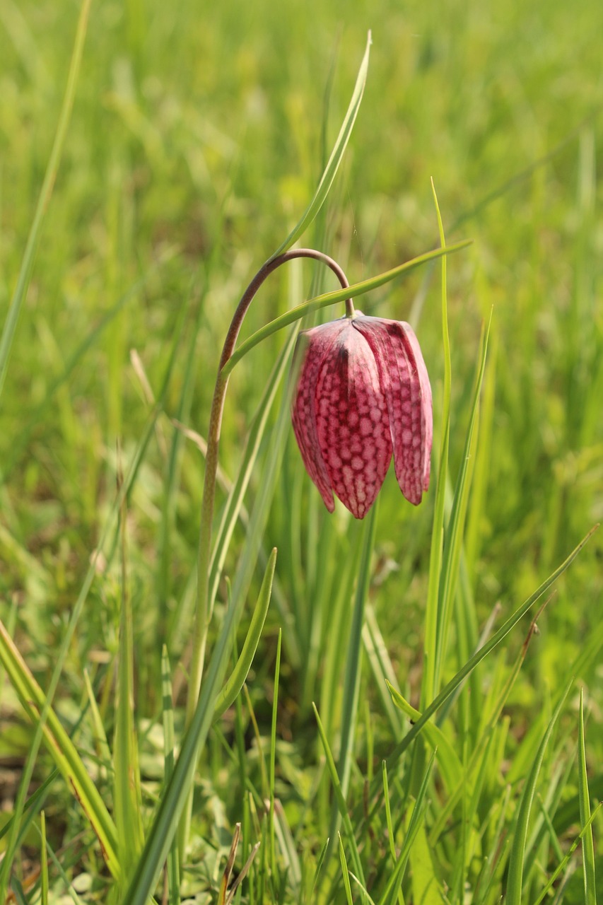 Nature Gazon Flore En Plein - Photo gratuite sur Pixabay - Pixabay