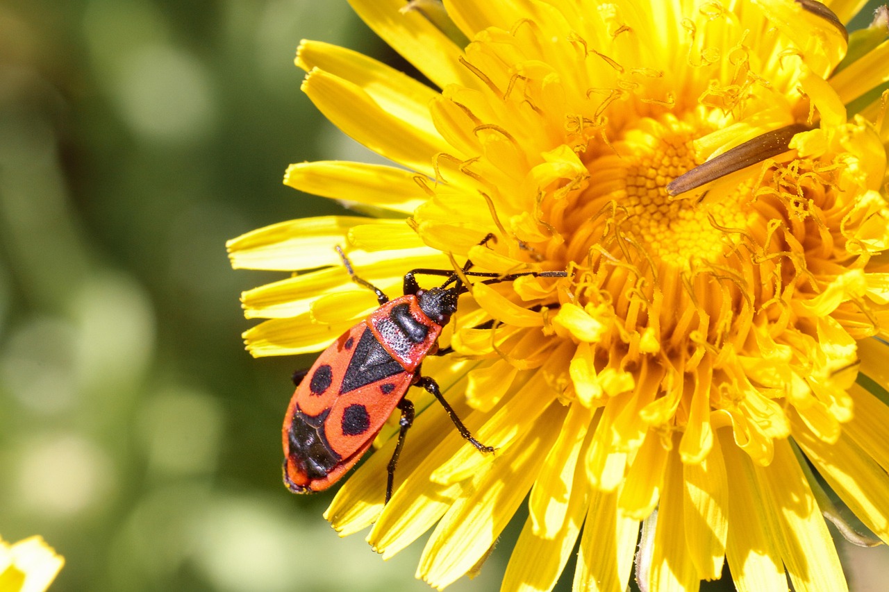 Nature Insect Summer - Free photo on Pixabay