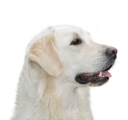 100+ kostenlose Hund Freigestellt und Hund-Bilder - Pixabay