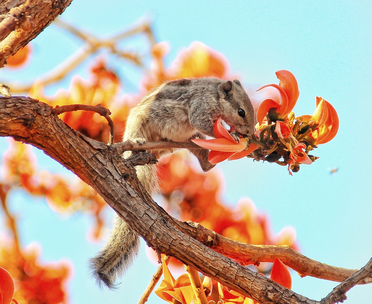 Nature Tree Animal - Free photo on Pixabay