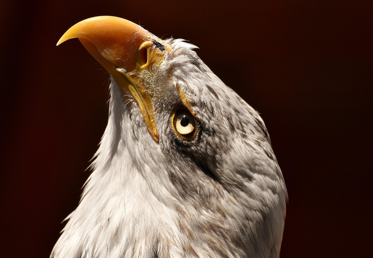 Águila Calva Pájaro - Foto gratis en Pixabay