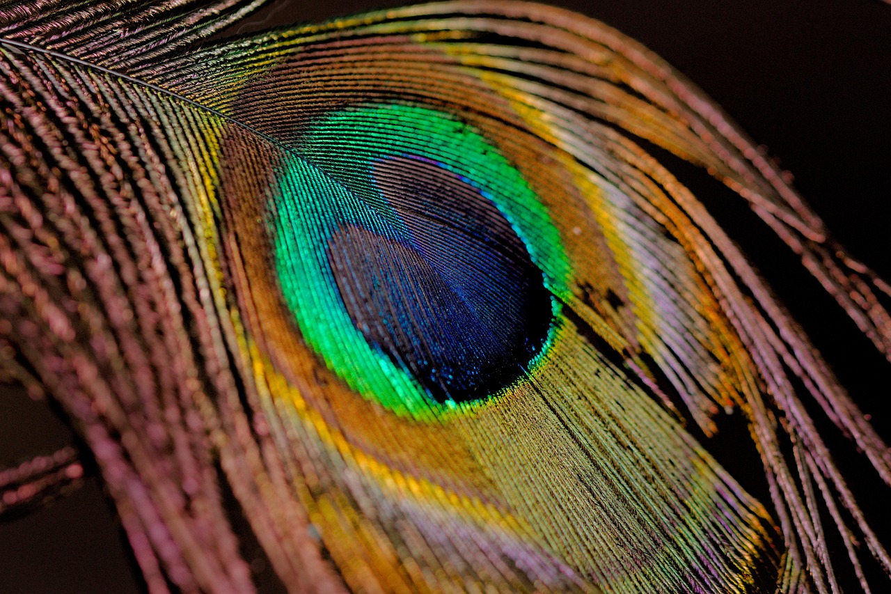 Bird Feather Background - Free photo on Pixabay