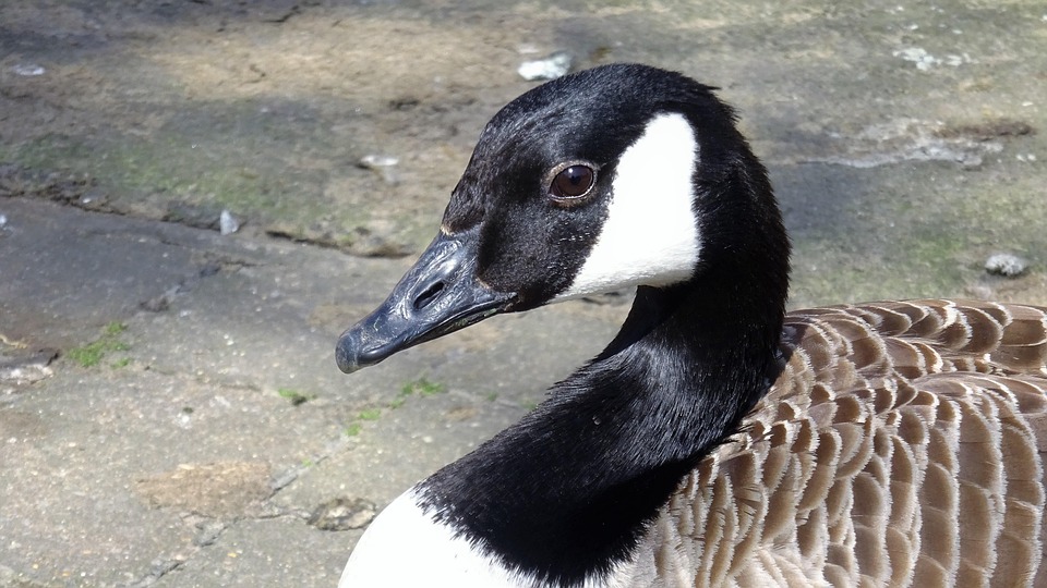 Canadian Goose Vogel Natur · Kostenloses Foto auf Pixabay