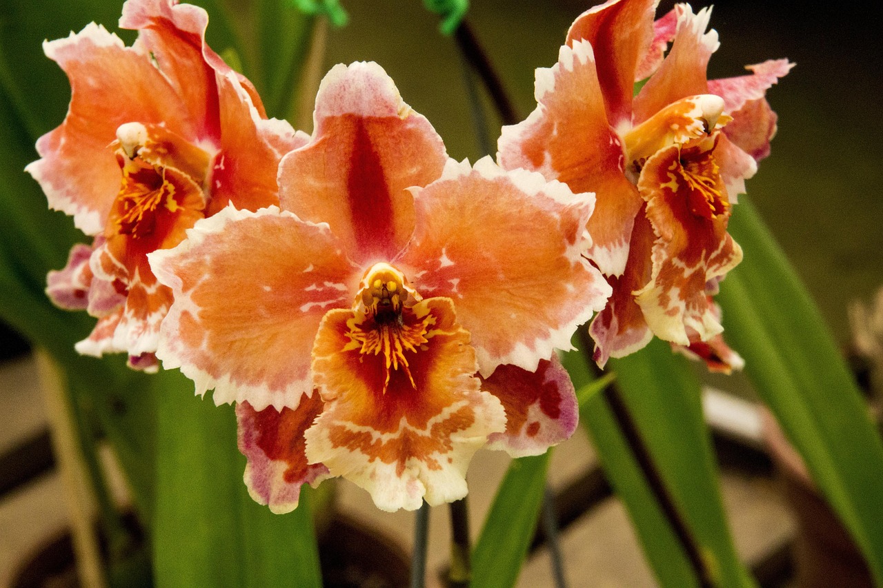 Orchidée Fleur Exotique Jardinage - Photo gratuite sur Pixabay - Pixabay