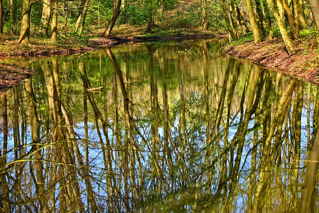 L'Eau Étang Reflets Arbre De - Photo gratuite sur Pixabay - Pixabay