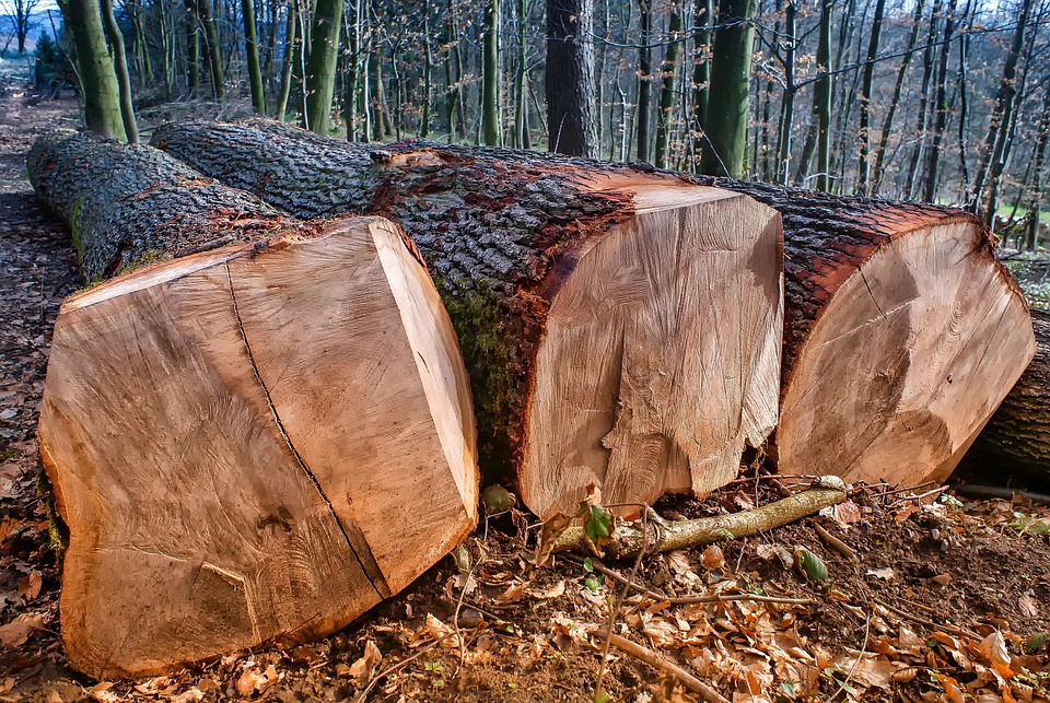 Nature Wood Tree - Free photo on Pixabay