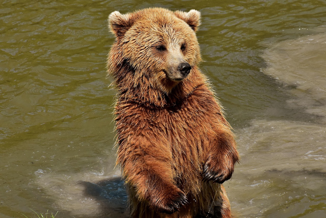 European Brown Bear - Free photo on Pixabay - Pixabay