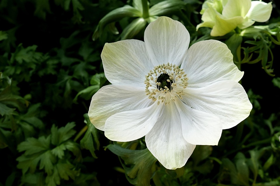 Anemone Flower Nature · Free photo on Pixabay