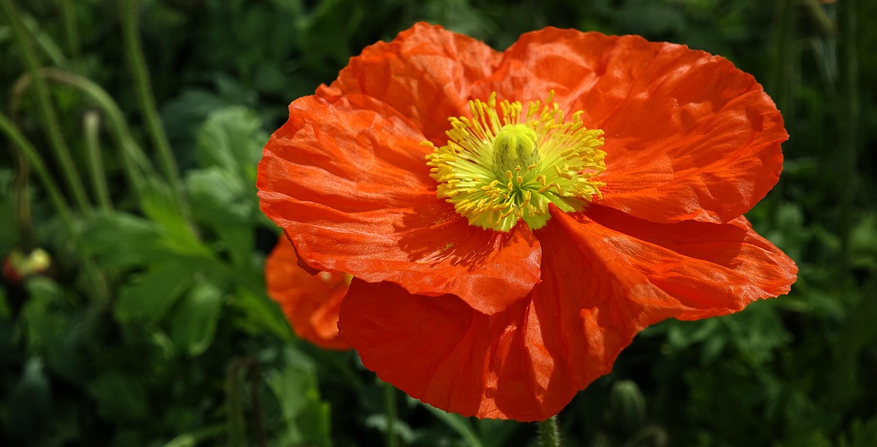 Corn Poppy Blossoms - Free photo on Pixabay - Pixabay