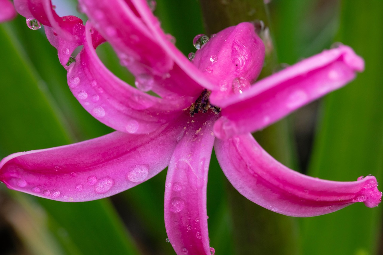 Flower Hyacinth Spring - Free photo on Pixabay