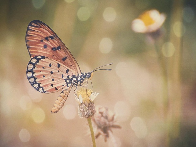 Butterfly Color Bokeh - Free photo on Pixabay - Pixabay