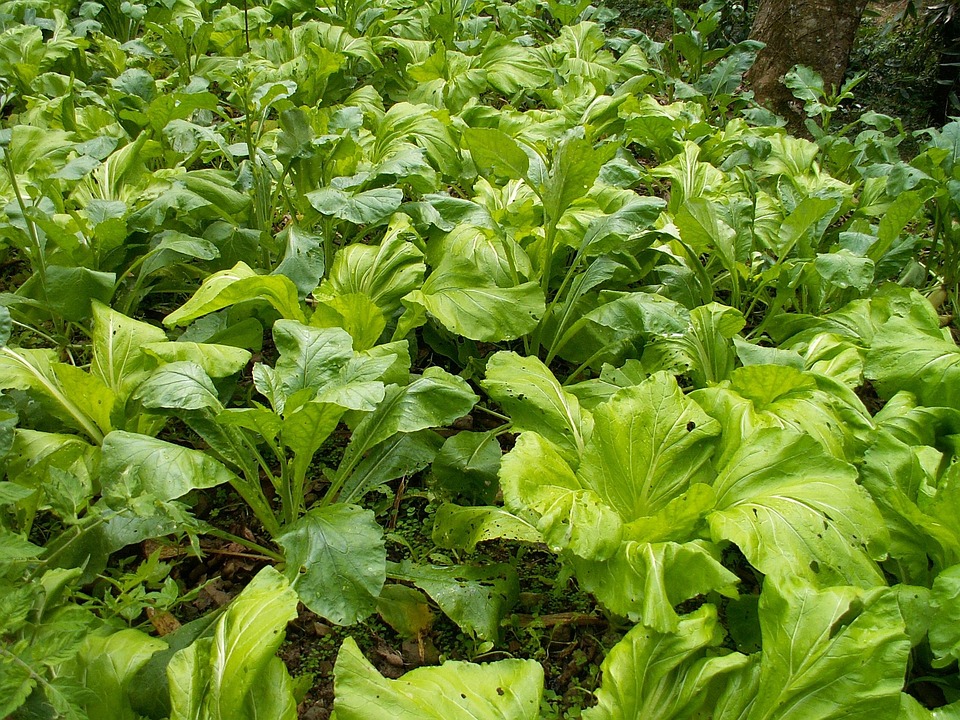 Agriculture Leaf Plant - Free photo on Pixabay