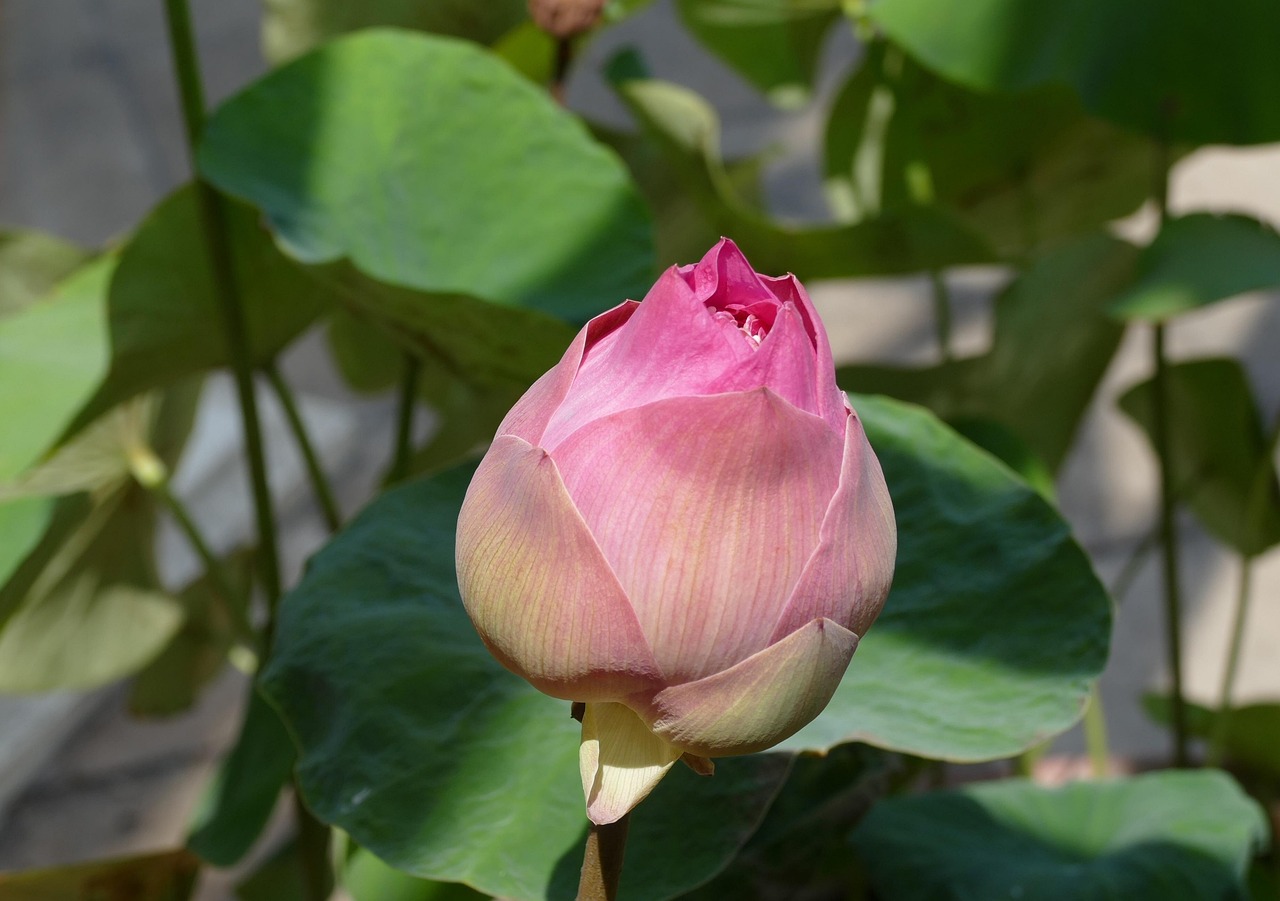 Leaf Flower Plant - Free photo on Pixabay - Pixabay