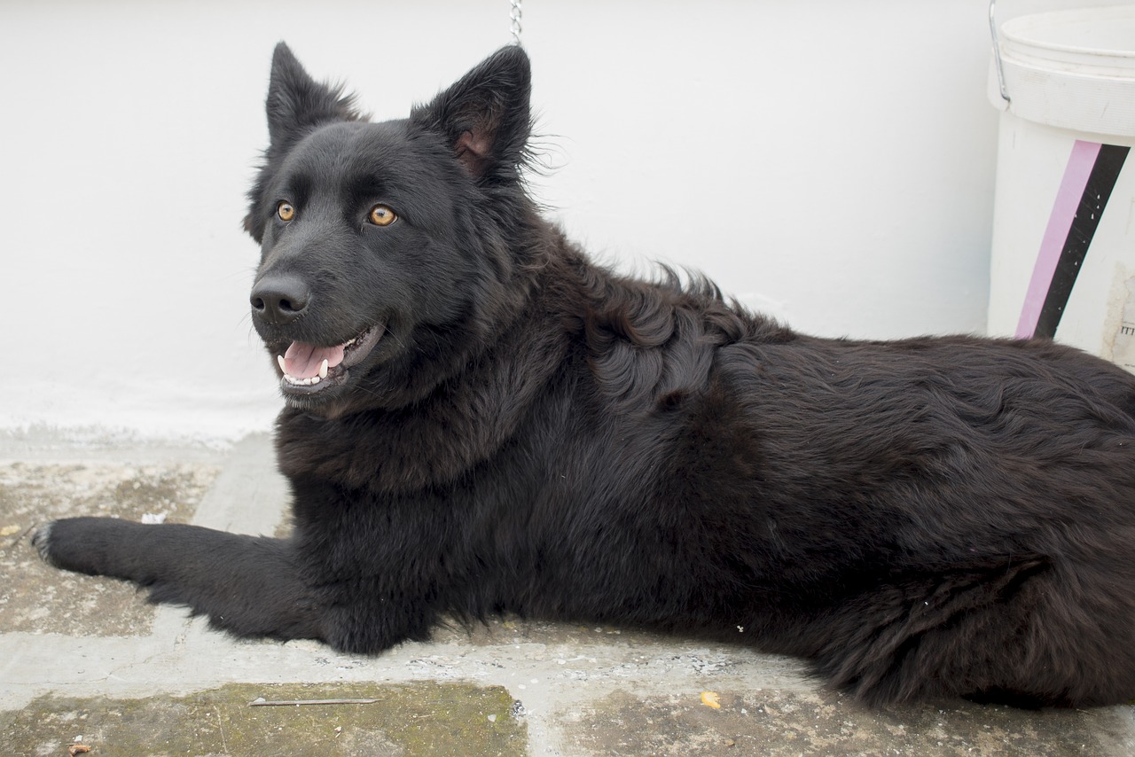 Canis Lupus Familiaris Canidae - Kostenloses Foto auf Pixabay