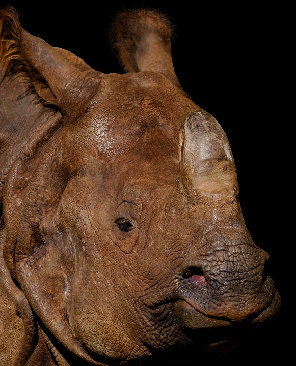 Animal Rhino Portrait Zoo - Free photo on Pixabay
