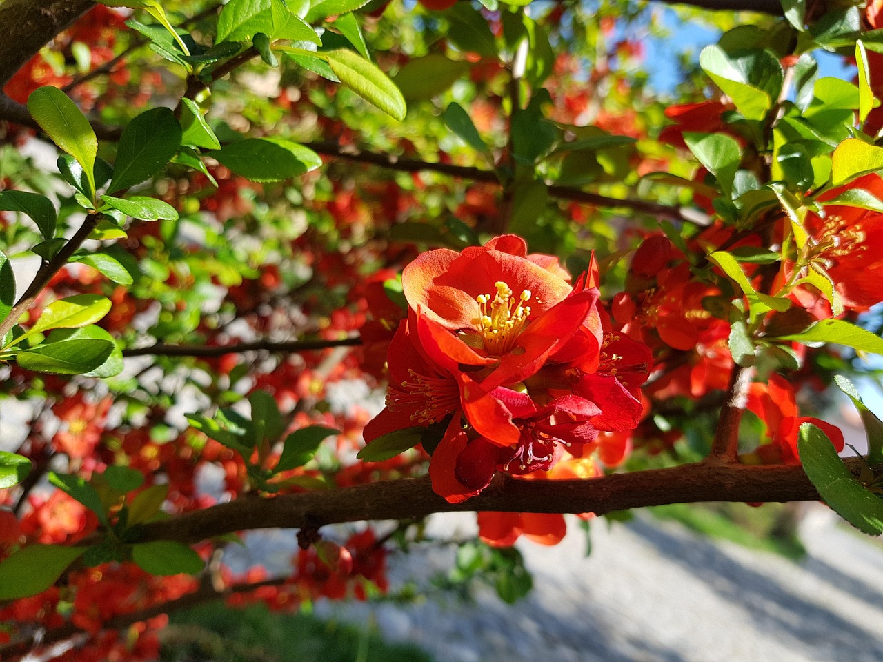 Flower Nature Plant - Free photo on Pixabay - Pixabay