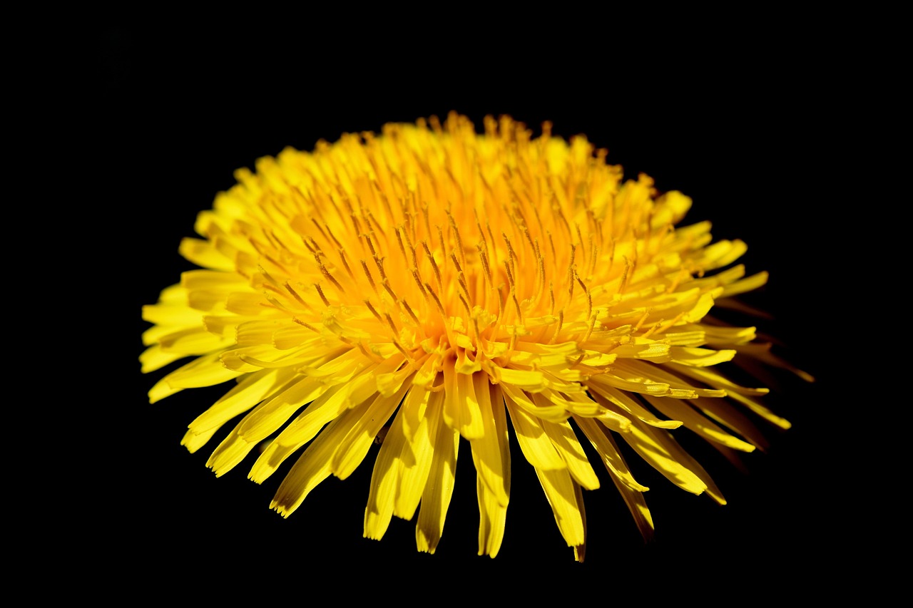 800+ Free Dandelion Field & Dandelion Images - Pixabay