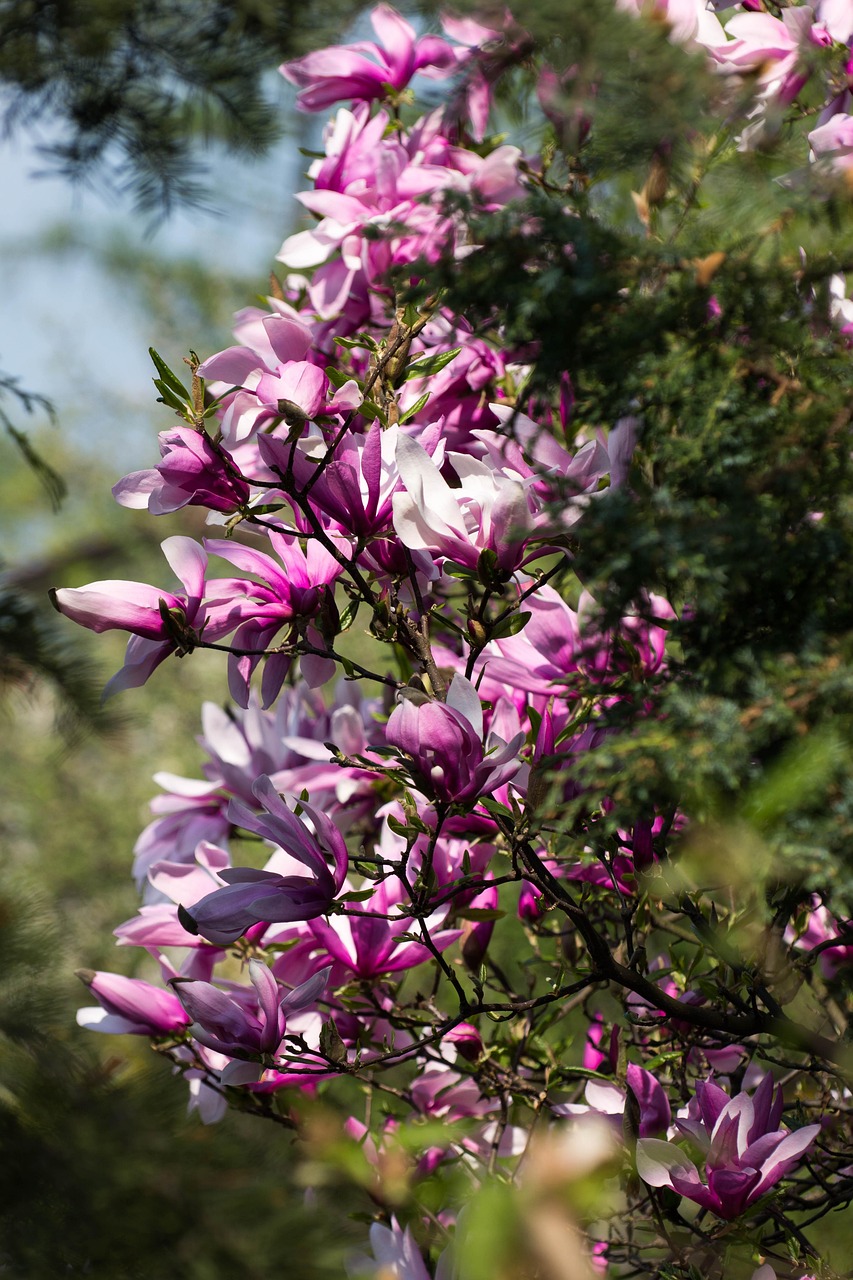 Flower Magnolia - Free photo on Pixabay - Pixabay