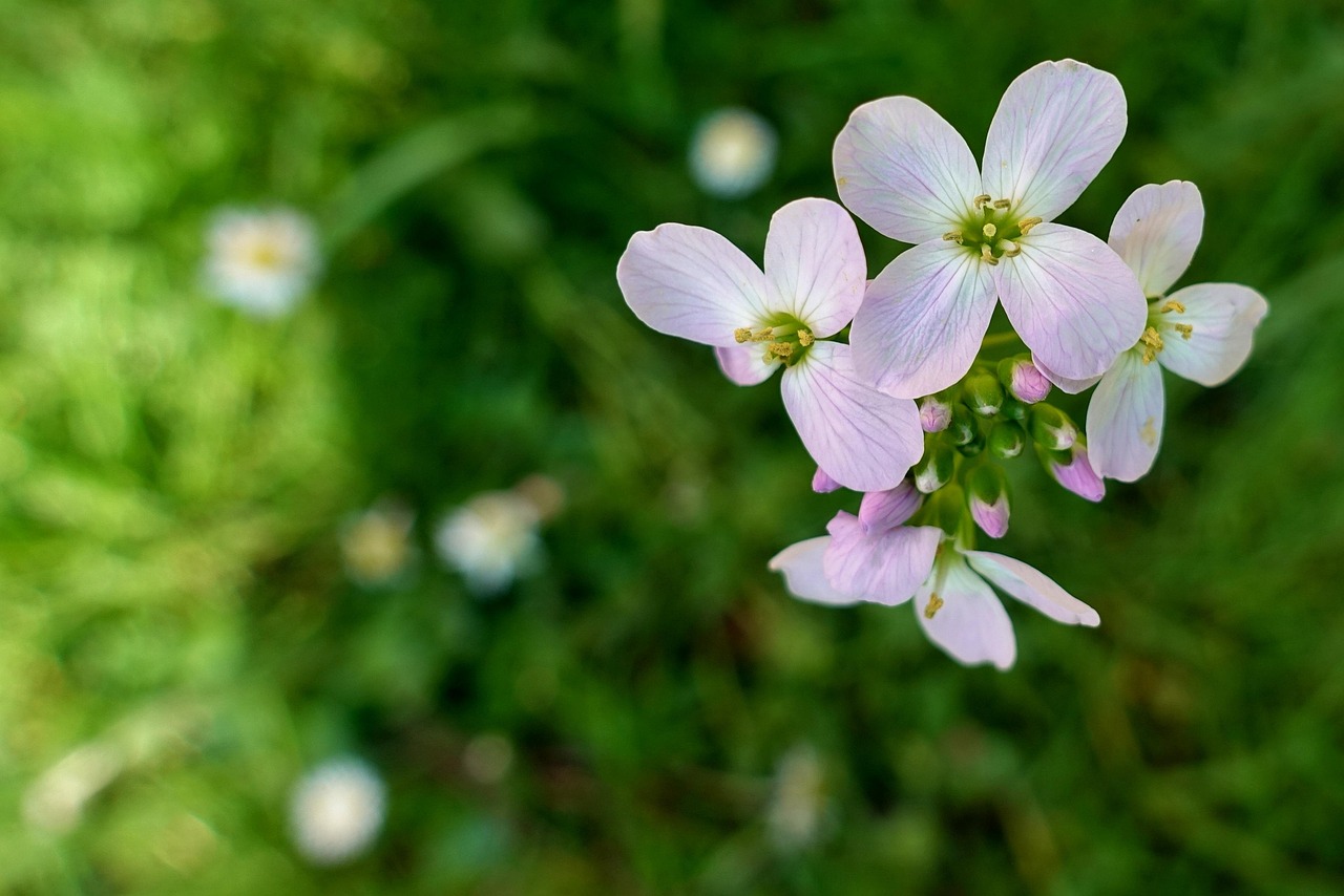 Padang Rumput Foamwort Pratensis - Foto gratis di Pixabay - Pixabay