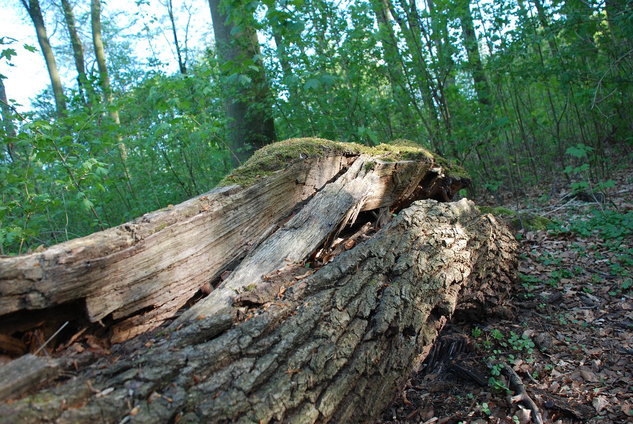 Holz Natur Baum - Kostenloses Foto auf Pixabay - Pixabay