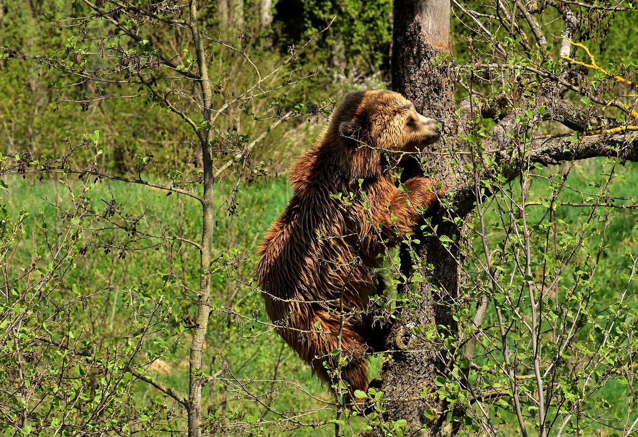 European Brown Bear Tree - Free photo on Pixabay
