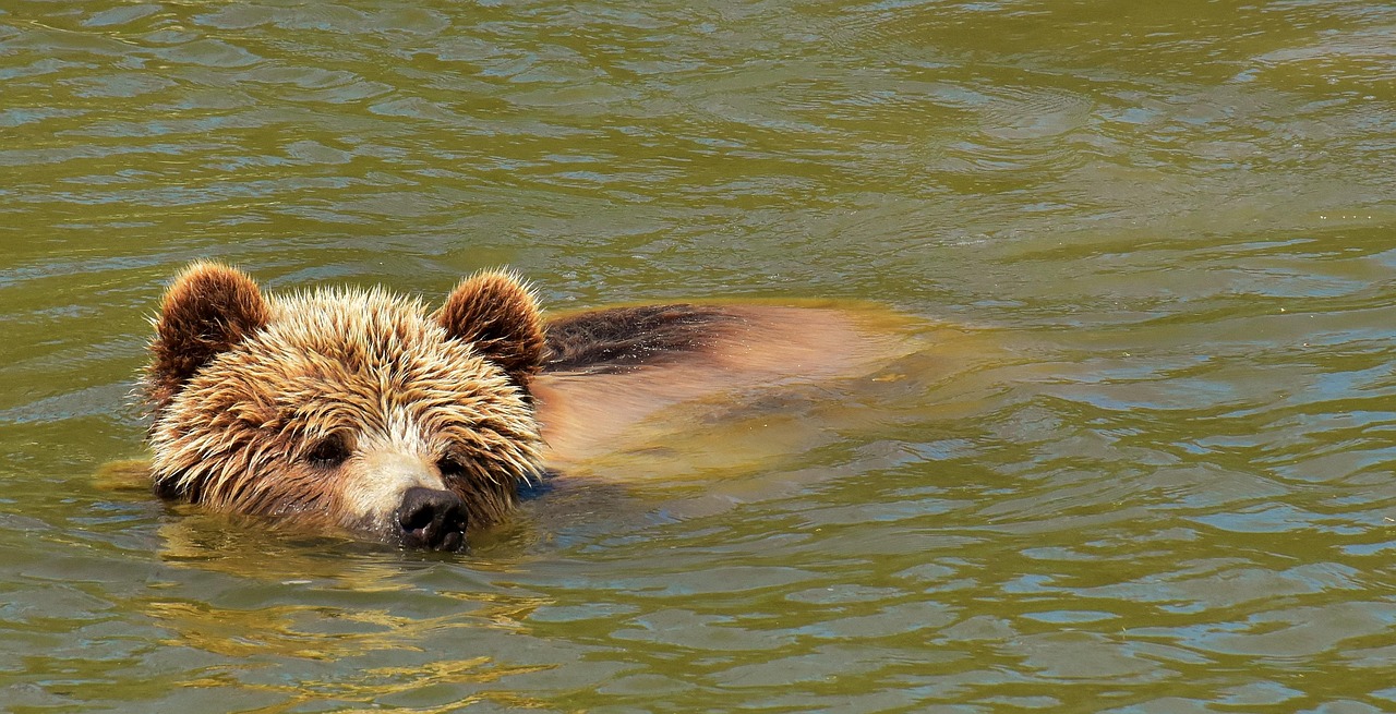European Brown Bear - Free photo on Pixabay