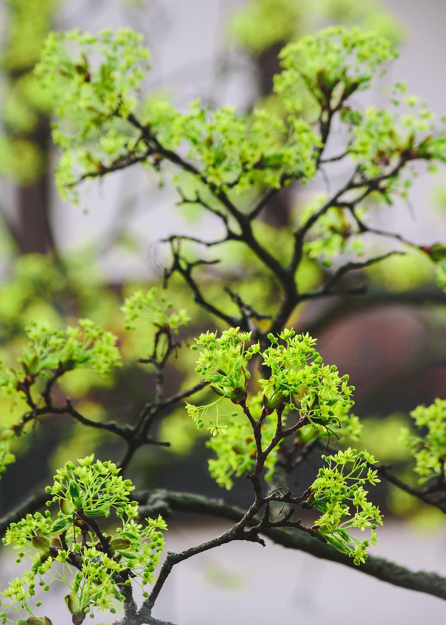 Nature Leaf Plant - Free photo on Pixabay