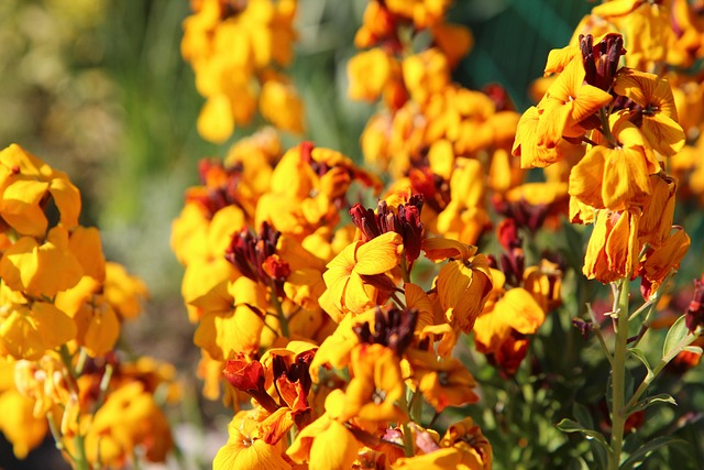 50,000+ Free Wallflower春 & Spring Photos - Pixabay