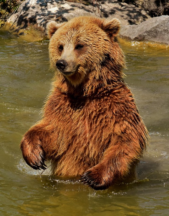 Ours Brun Européen Parc - Photo gratuite sur Pixabay - Pixabay