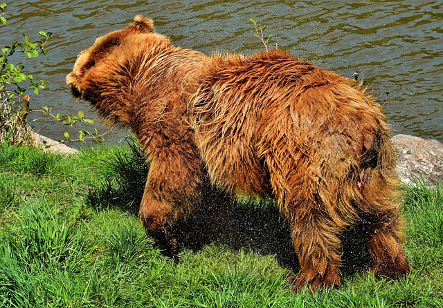 Oso Pardo Europeo Café Parque - Foto gratis en Pixabay - Pixabay