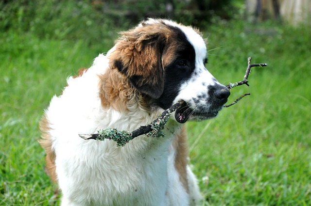 Mascot Dog Nature - Free photo on Pixabay