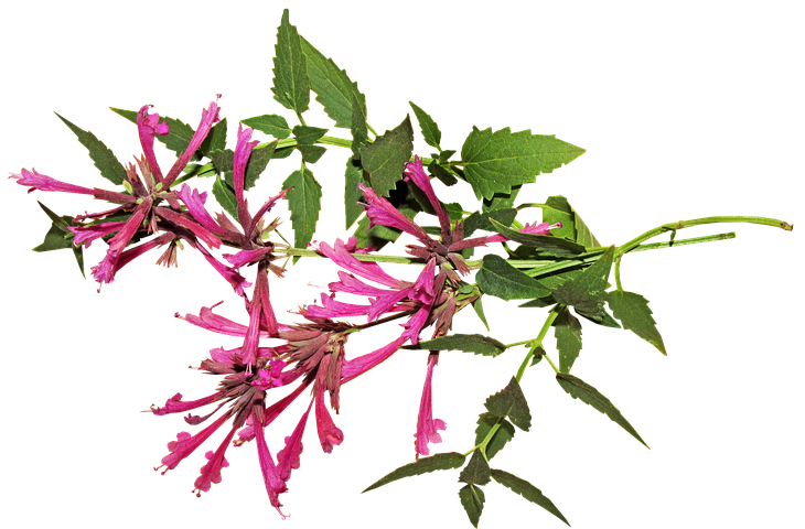 20+ Free Aniseed & Anise Images - Pixabay
