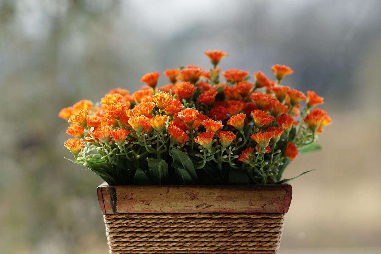 Blume Natur - Kostenloses Foto auf Pixabay - Pixabay