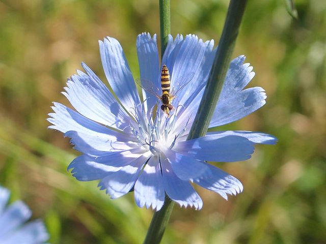 Chicoree Bilder - Kostenlose Bilder herunterladen - Pixabay