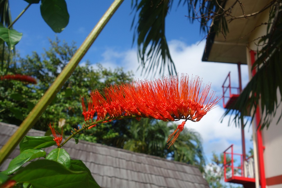 Outdoors Suriname Flower - Free photo on Pixabay