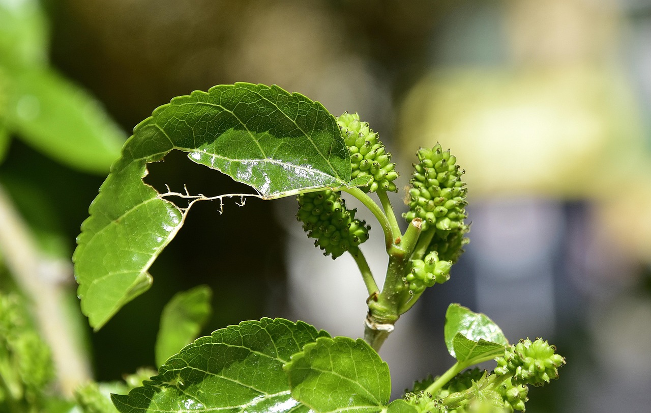 Feuille La Nature Plante À - Photo gratuite sur Pixabay - Pixabay