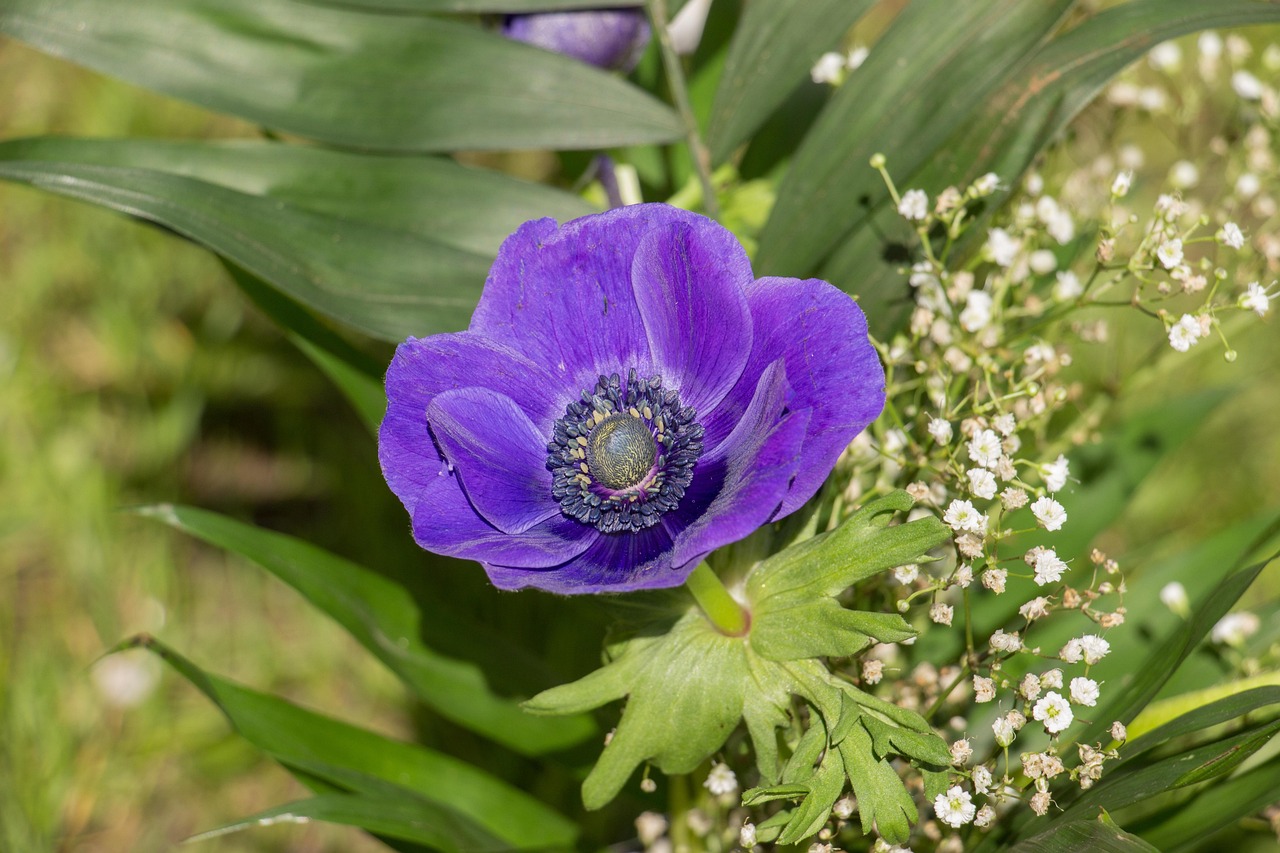 Plante Fleur La Nature - Photo gratuite sur Pixabay - Pixabay