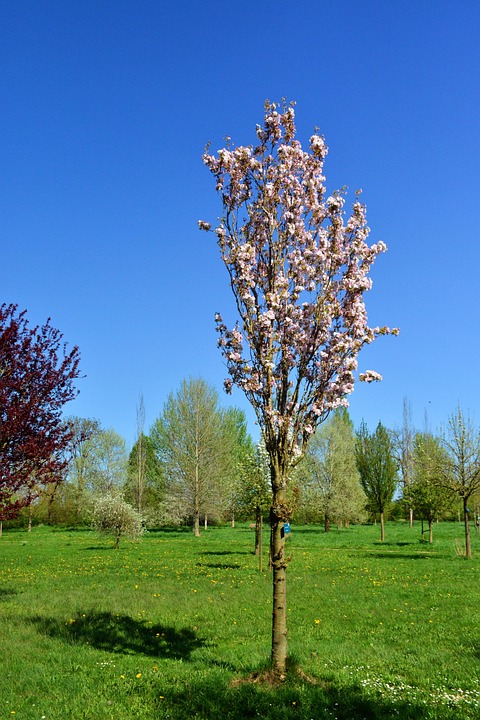 Cherry Tree Blossom - Free photo on Pixabay