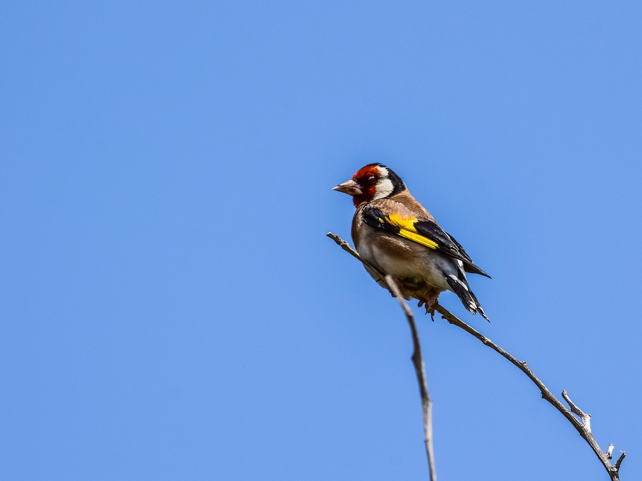 300+ Free Goldfinch & Bird Images - Pixabay