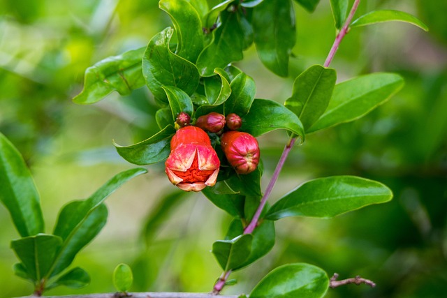 Hoja Fruto Naturaleza - Foto gratis en Pixabay - Pixabay