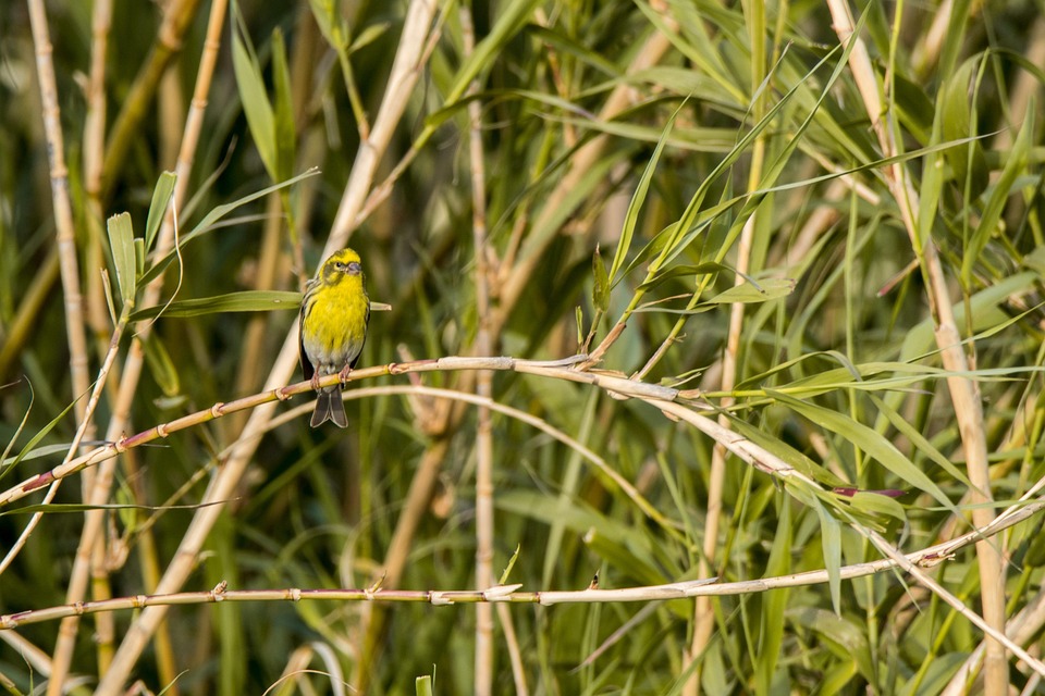 Nature Open Air Birds Wild - Free photo on Pixabay
