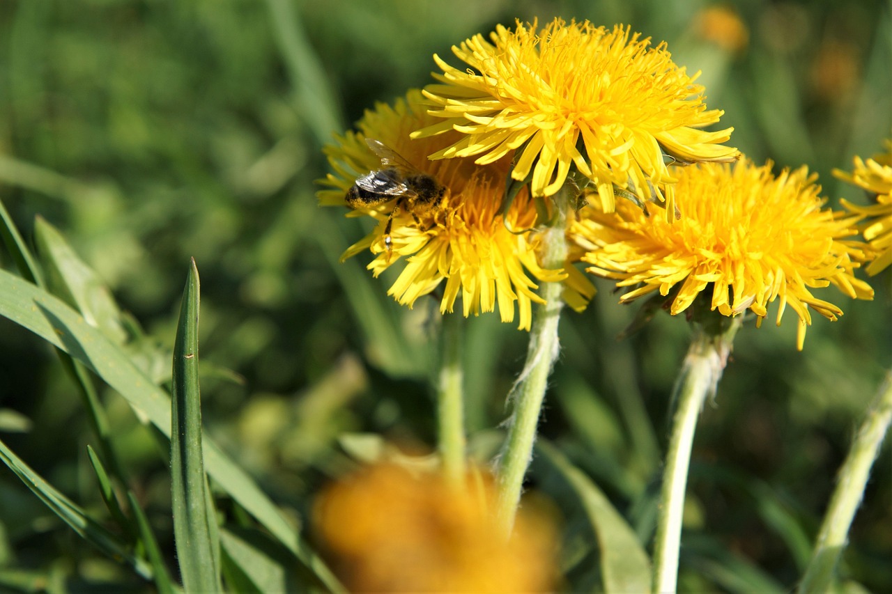 Natureza Plantar Flor - Foto gratuita no Pixabay - Pixabay