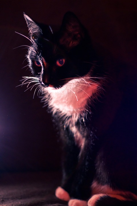 Cat Mignonne Portrait - Photo gratuite sur Pixabay - Pixabay