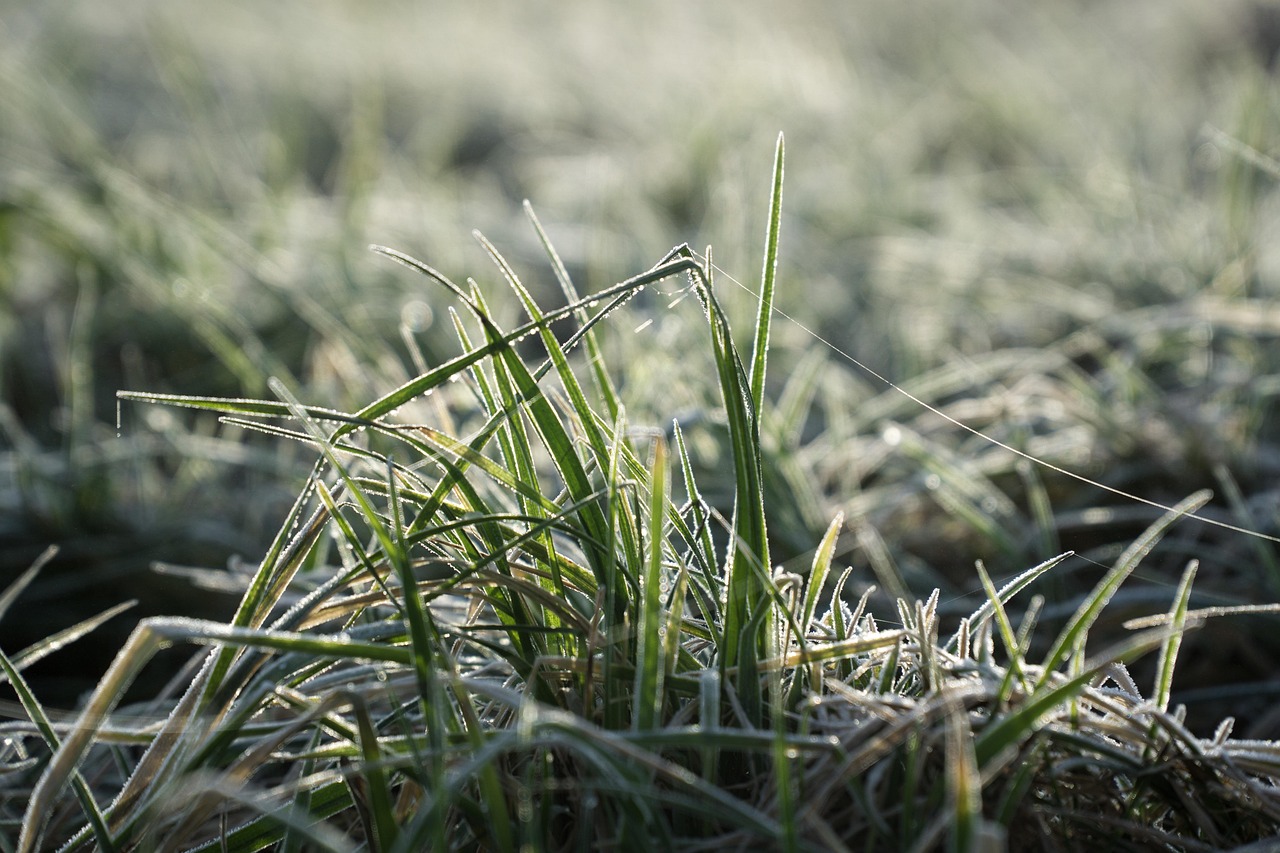 Grass Nature Flora - Free photo on Pixabay - Pixabay