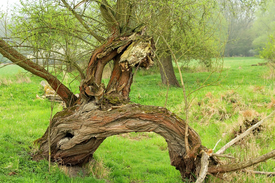 Tree Nature Plant - Free photo on Pixabay - Pixabay