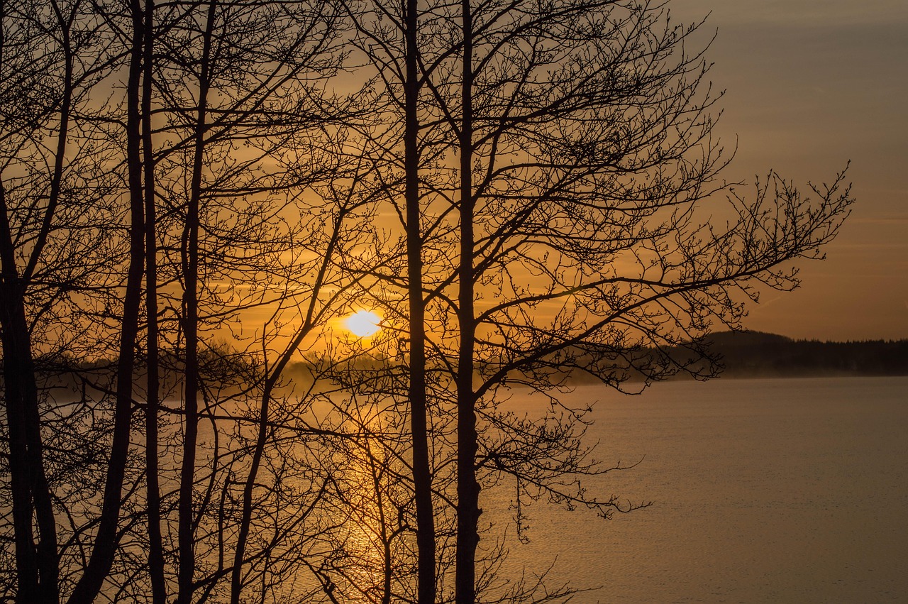 Tree Fall Dawn - Free photo on Pixabay - Pixabay