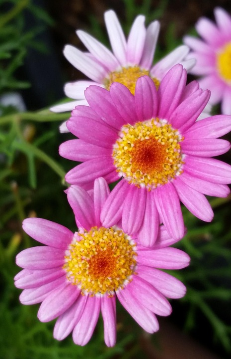 Fleurs Rose Marguerites - Photo gratuite sur Pixabay - Pixabay