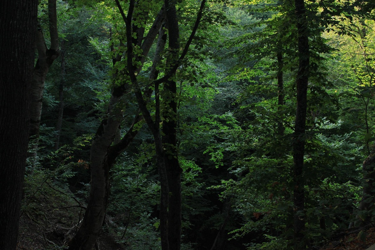 Wood Nature Landscape Free Photo On Pixabay Pixabay