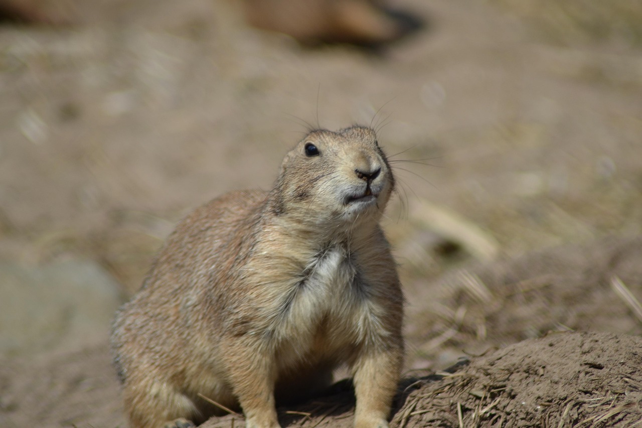 Vida Animal Naturaleza Animales - Foto gratis en Pixabay - Pixabay