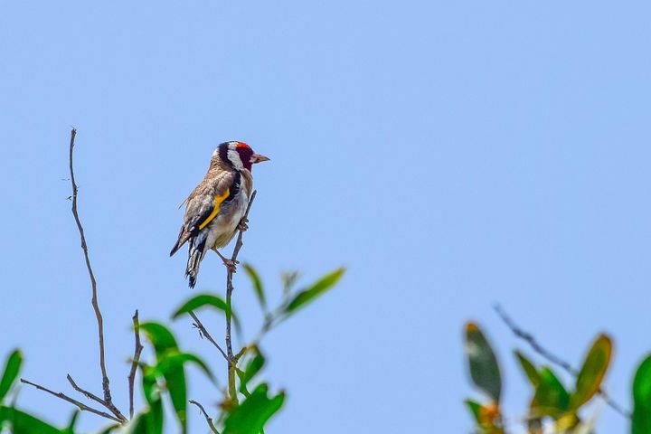 20+ Free European Goldfinch & Bird Images - Pixabay